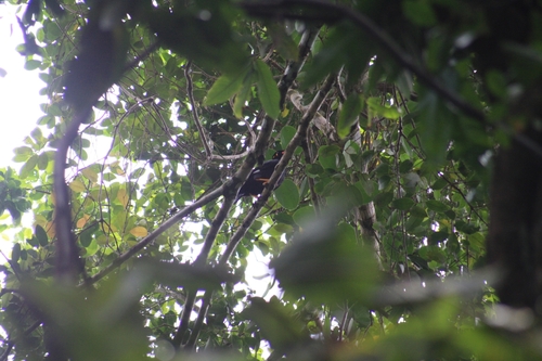 Enggano Hill Myna (Subspecies Gracula religiosa enganensis) · iNaturalist