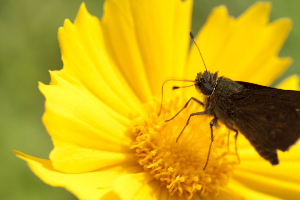 Grass Skippers from Youngwood, PA, USA on June 23, 2014 by Josh Bruener ...
