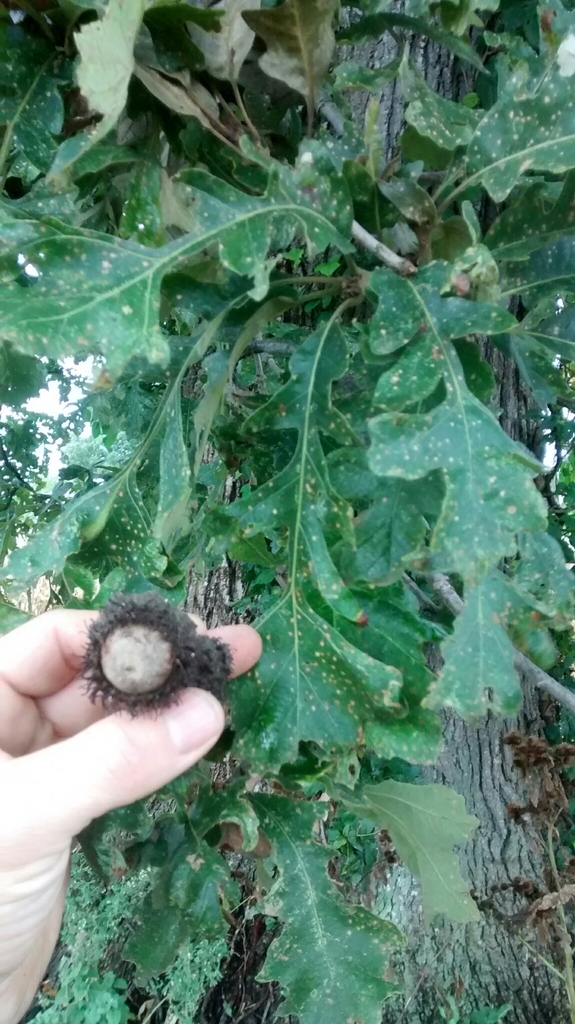 bur oak from 10176 Daniels Rd, Creston, OH 44217, USA on October 04 ...