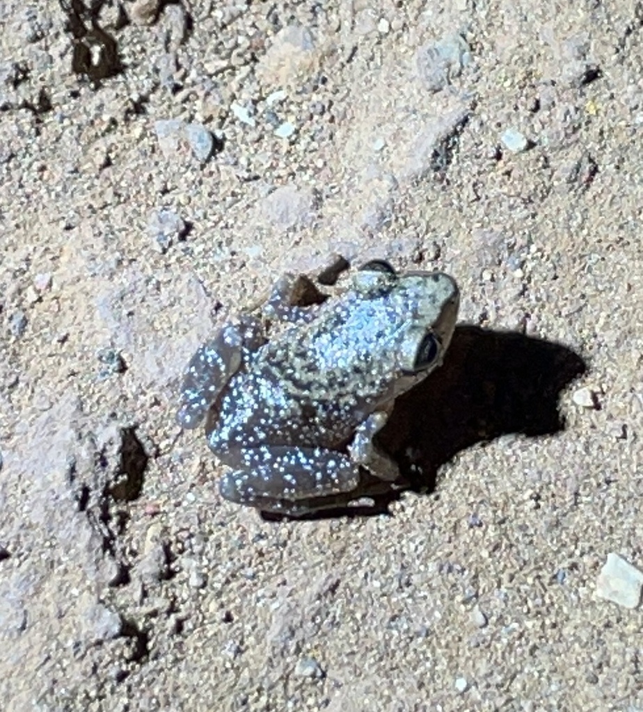 Spotted Chirping Frog from Calle Licenciado Benito Juárez, Soledad ...