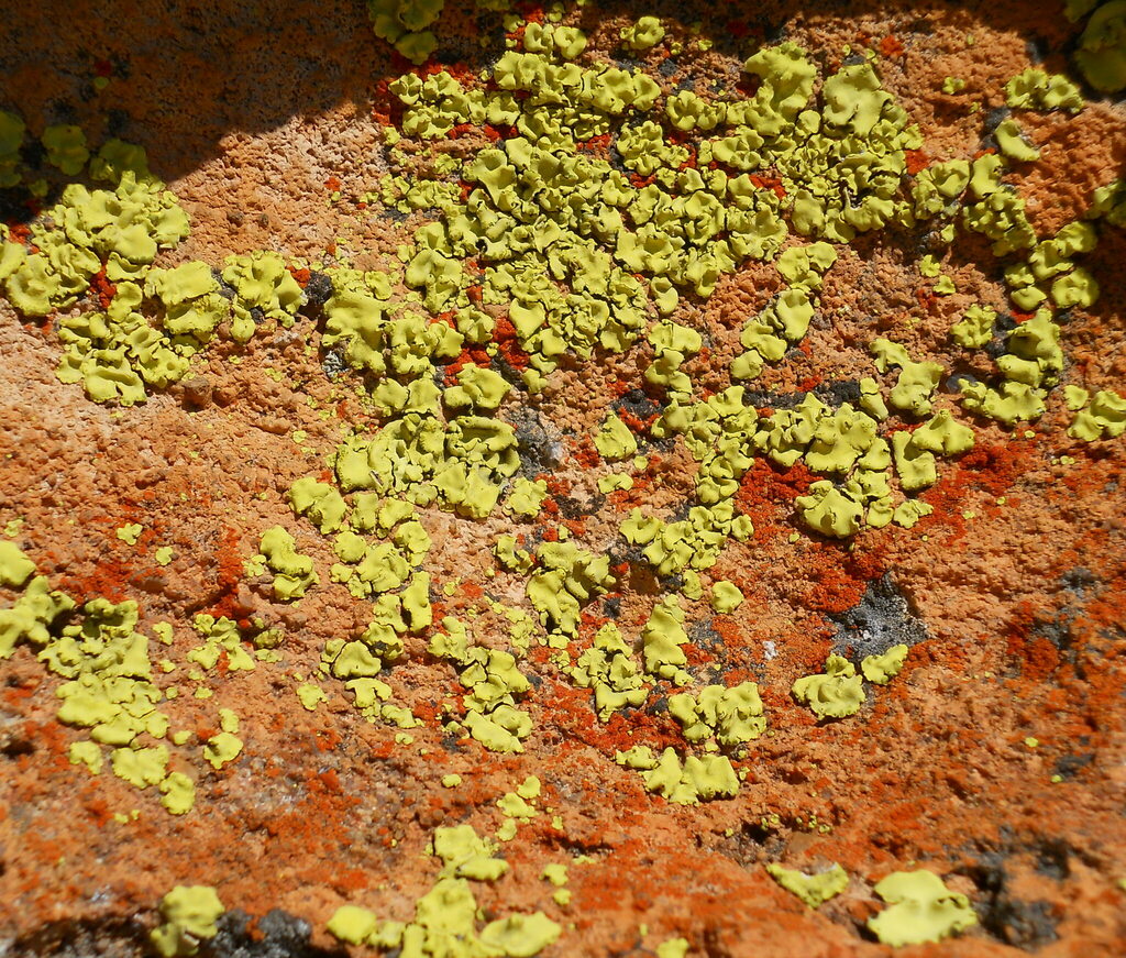 African Gold Lichen from Ihosy, Madagascar on September 4, 2011 at 08: ...