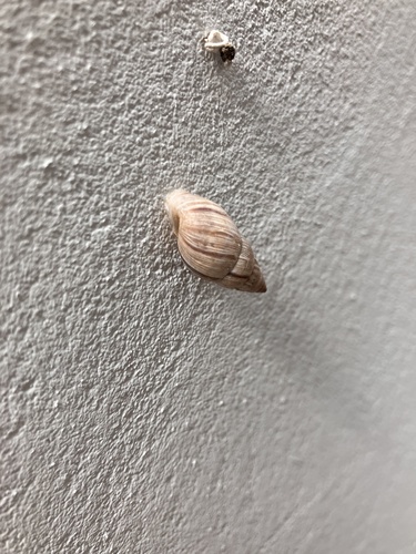 Bulimulus corumbaensis · iNaturalist