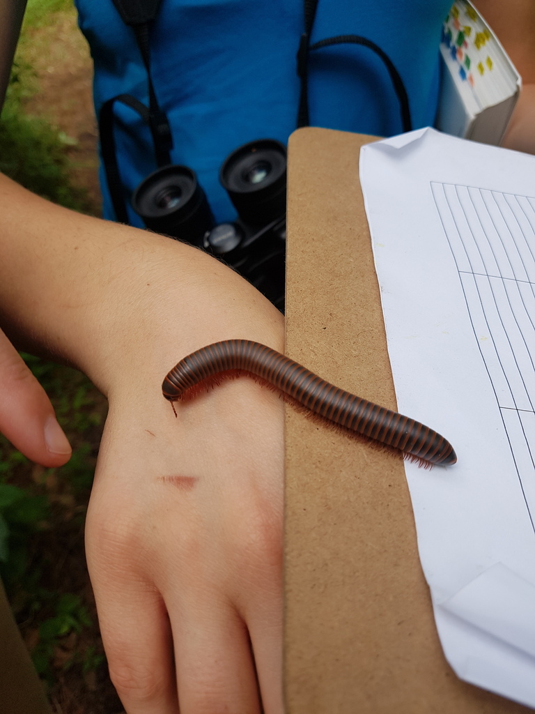 American Giant Millipede from Dauphin Island, AL, USA on April 29, 2017 ...