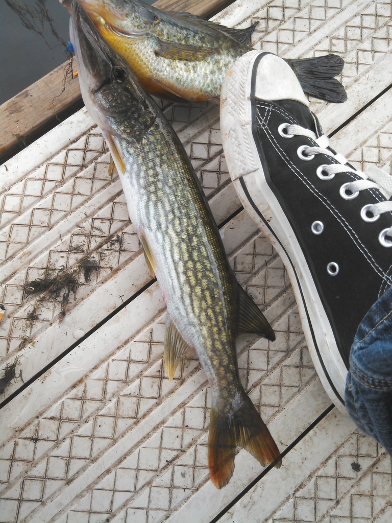 Chain Pickerel from Willow Springs, MO 65793, USA on July 28, 2013 at ...