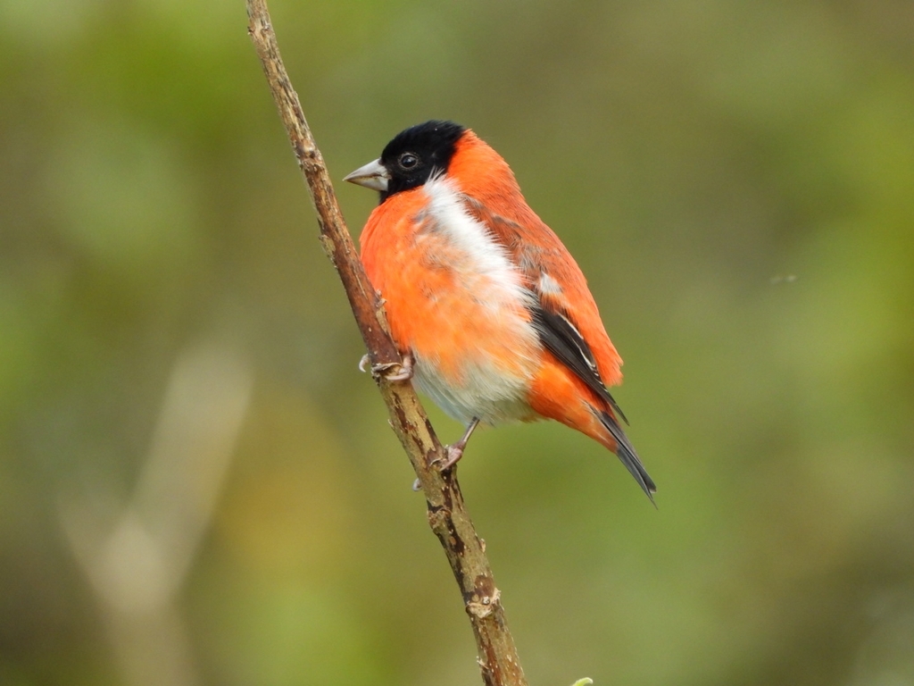 Red Siskin in March 2022 by Aves de Falcón · iNaturalist
