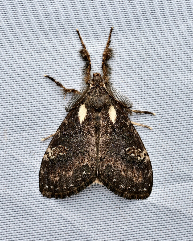 Olene inclusa from 中国海南省昌江黎族自治县霸王岭 on January 12, 2023 at 11:56 PM by ...