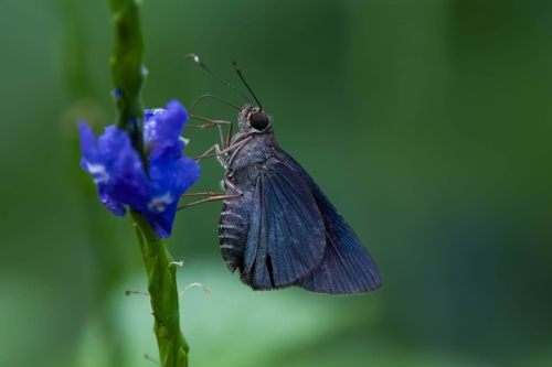 Mimene atropatene · iNaturalist Mexico