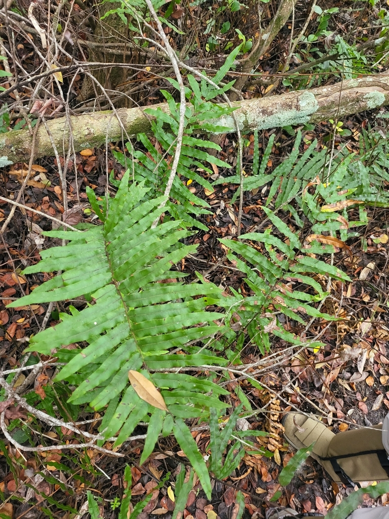 toothed midsorus fern from Miami, FL 33194, USA on March 15, 2023 at 10 ...