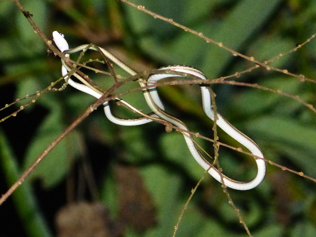 Painted Bronzeback from 30 Venus Road, Singapore 573858 on March 19 ...