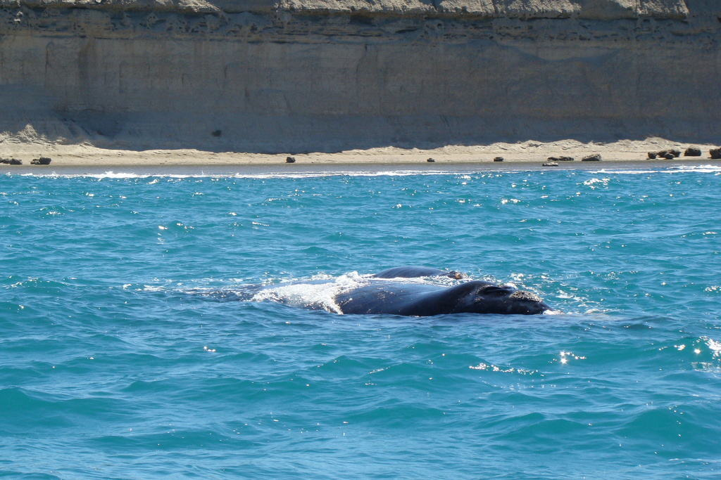 Southern Right Whale on November 28, 2011 at 09:08 AM by Rafa Lara ...