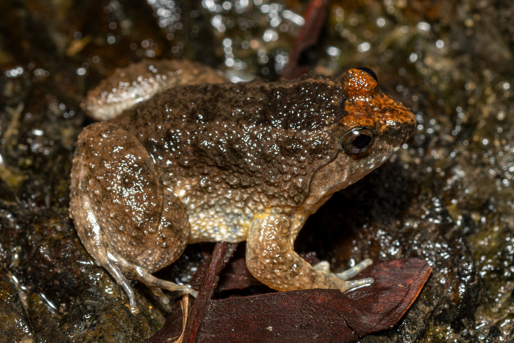 Round-tongued Floating Frog from ตำบล ทับไทร อำเภอโป่งน้ำร้อน จันทบุรี ...