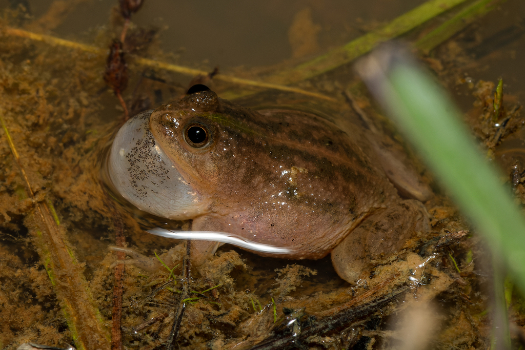Green Puddle Frog from ตำบล พลงตาเอี่ยม อำเภอวังจันทร์ ระยอง ประเทศไทย ...