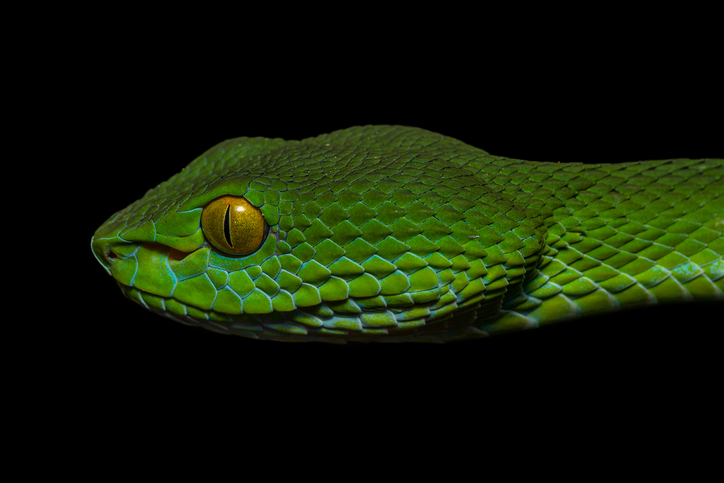 Pit Viper Eyes