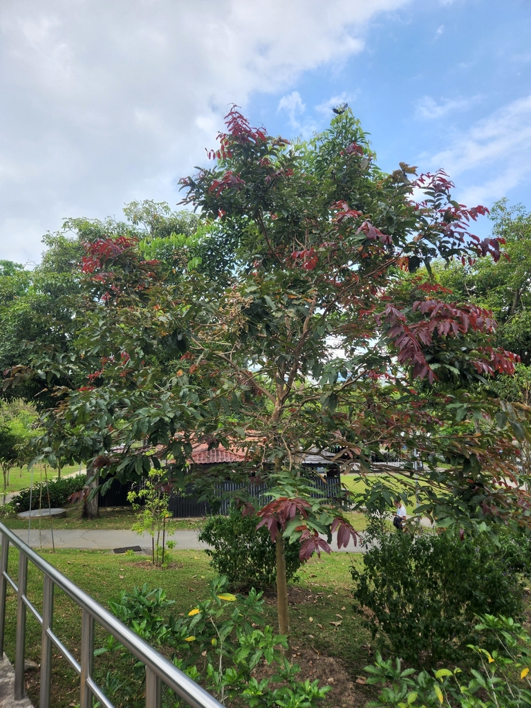 Thai Crape-Myrtle from Pasir Ris, Singapore on March 15, 2023 at 02:11 ...