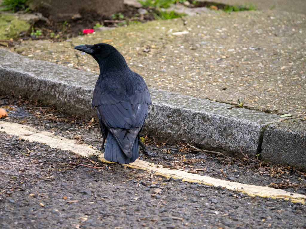Carrion Crow from London, UK on March 15, 2023 at 12:06 PM by Iuliu ...