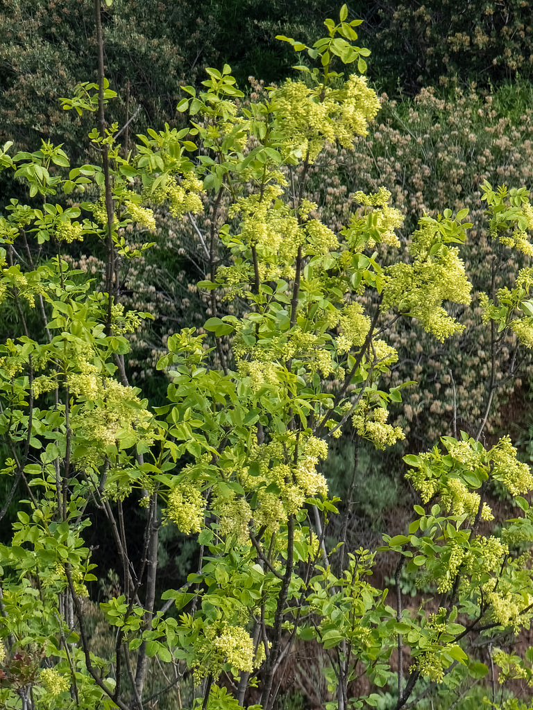 California Ash from Harding Canyon, Orange County, CA, USA on March 13 ...