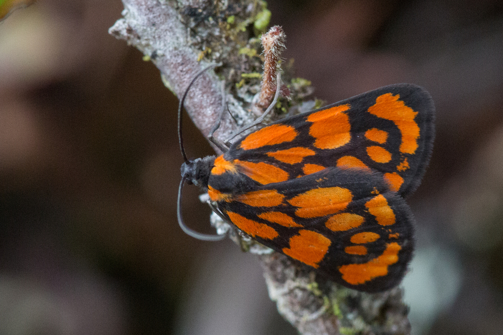 Geometer Moths from Loja, Ecuador on January 28, 2023 at 10:47 AM by ...