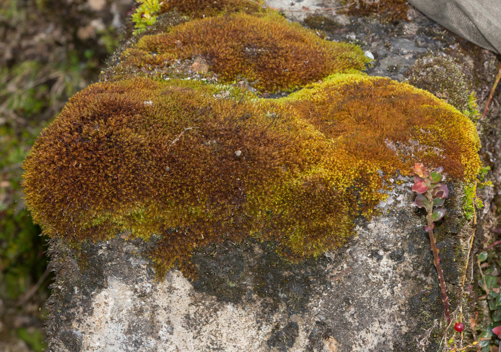 Bryopsida from Loja, Ecuador on January 28, 2023 at 12:42 PM by Joshua ...
