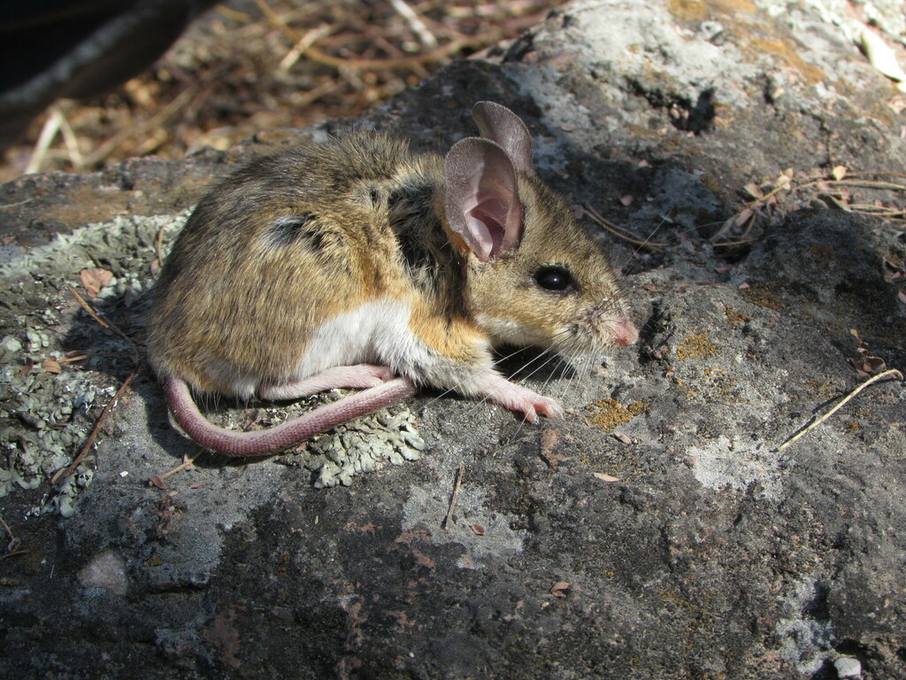 North American Deer Mice from Hacienda de Alfaro, Mpio. Leon ...