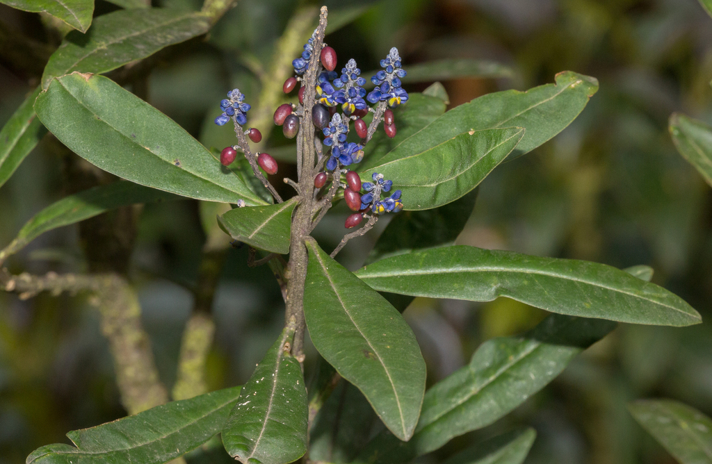 Monnina from Unnamed Road, Ecuador on January 28, 2023 at 01:31 PM by ...