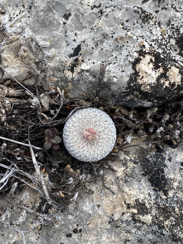 Button Cactus in March 2023 by David Hernandez · iNaturalist