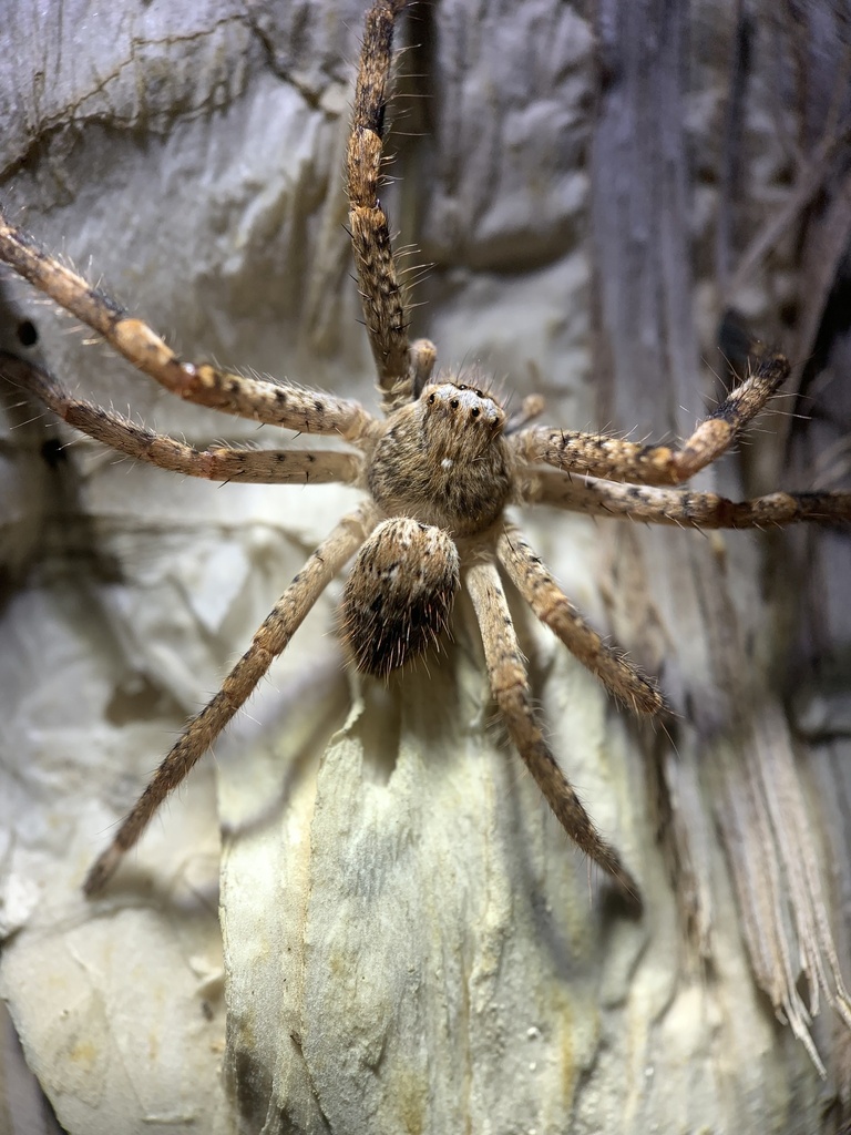 Victorian Huntsman Spider from Osborne Ave, McKinnon, VIC, AU on March ...