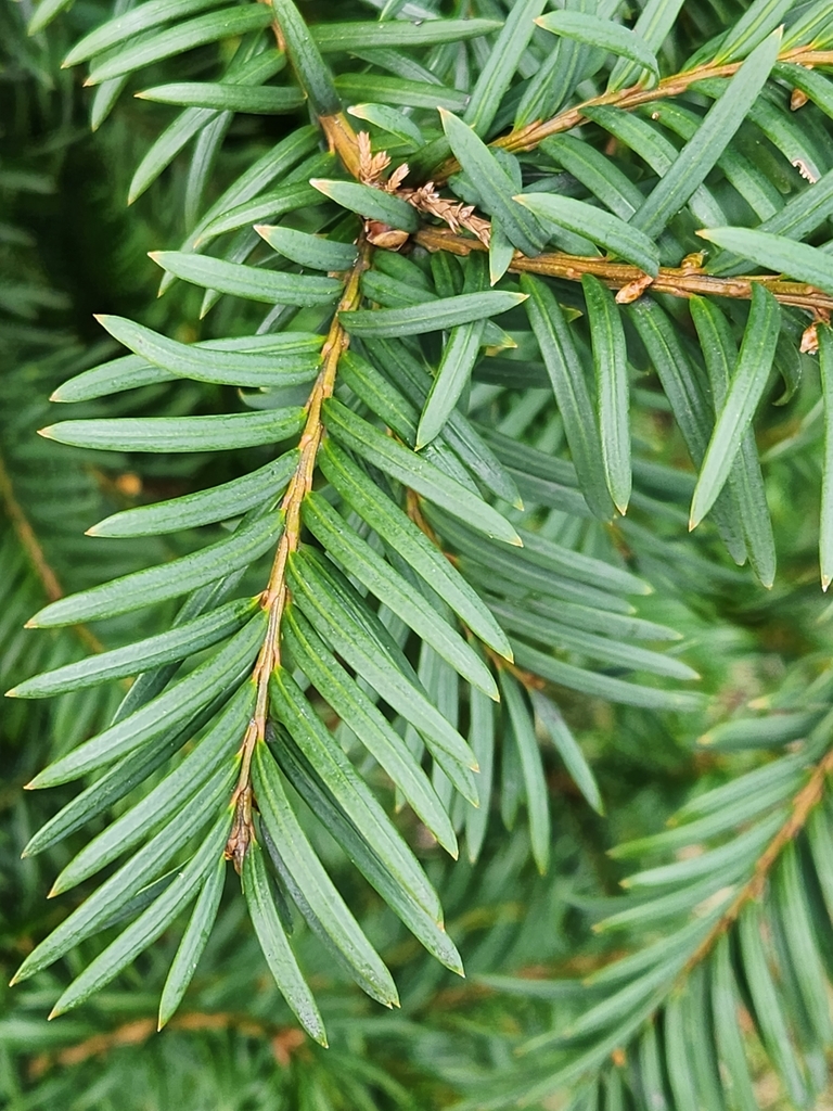 common yew from King County, US-WA, US on March 15, 2023 at 03:49 PM by ...