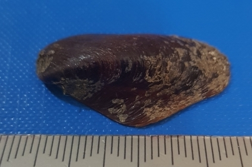 Modiolus lulat · iNaturalist