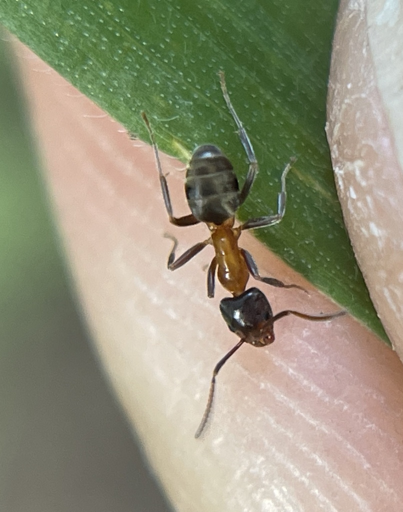 Western Velvety Tree Ant from Santa Clarita Woodlands Park, Newhall, CA ...