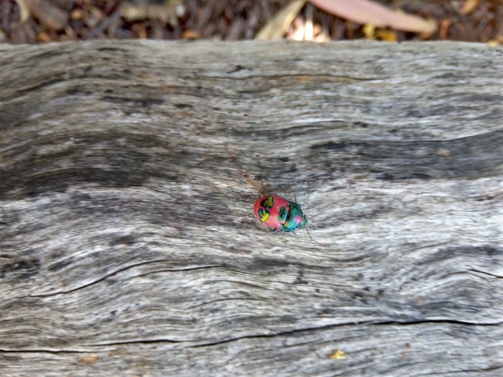 Red Jewel Bug from Upwey on March 16, 2023 at 12:01 PM by Eleanor ...
