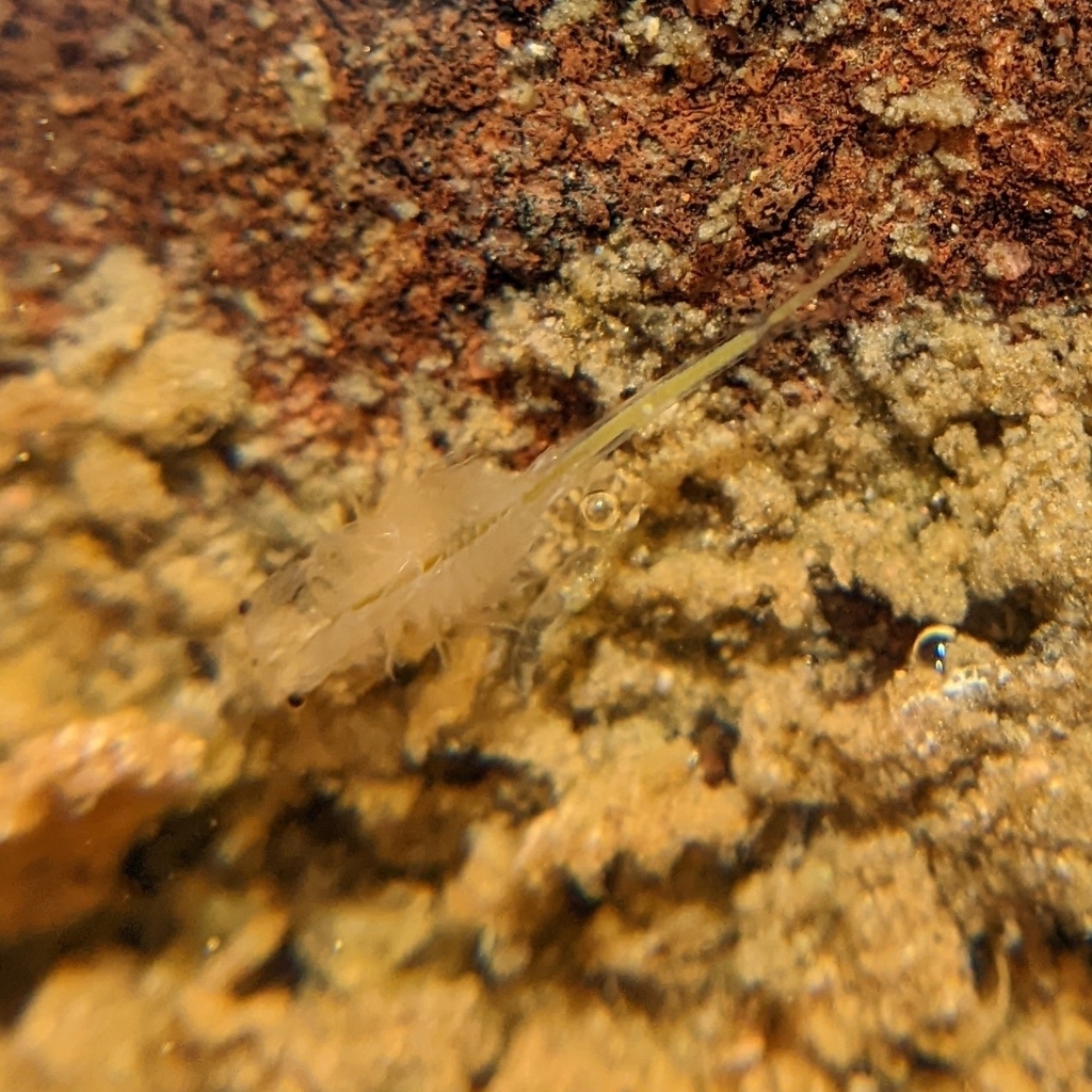 Branchinecta from YPG, AZ 85365, USA on March 13, 2023 at 03:06 PM by ...