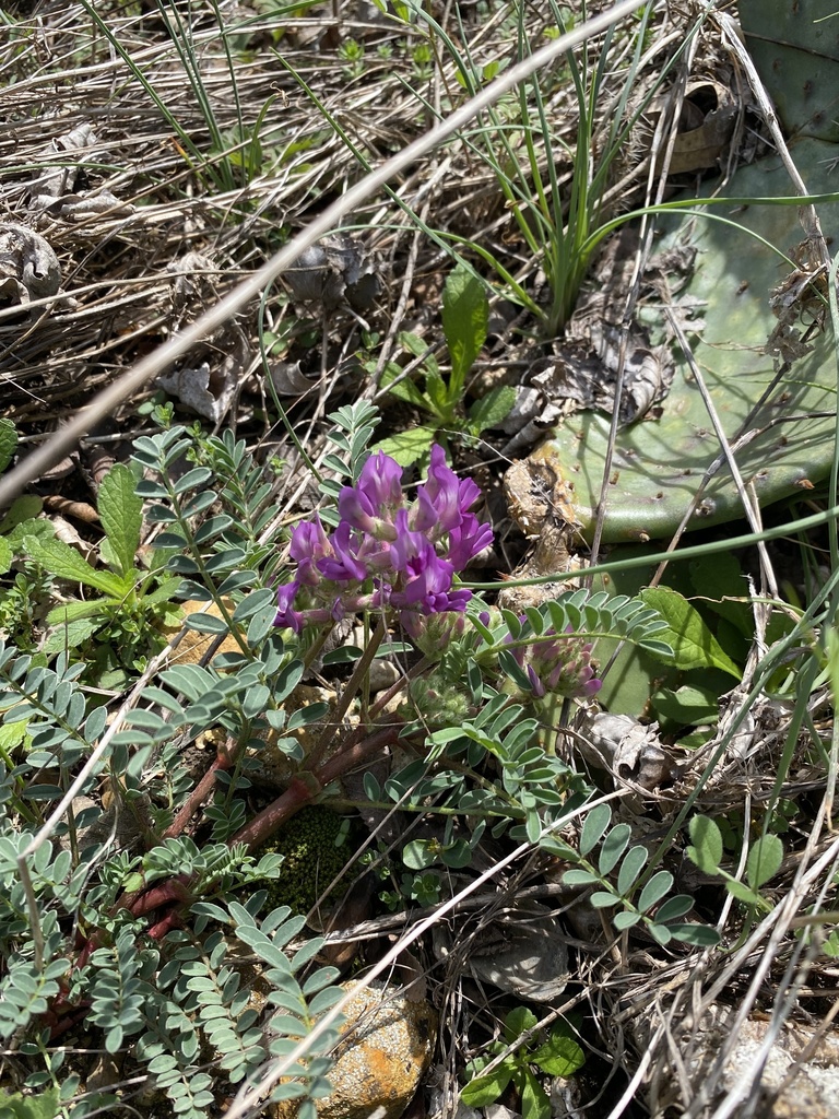 Ground-plum from Arcadia Trail Park, Fort Worth, TX, US on March 12 ...