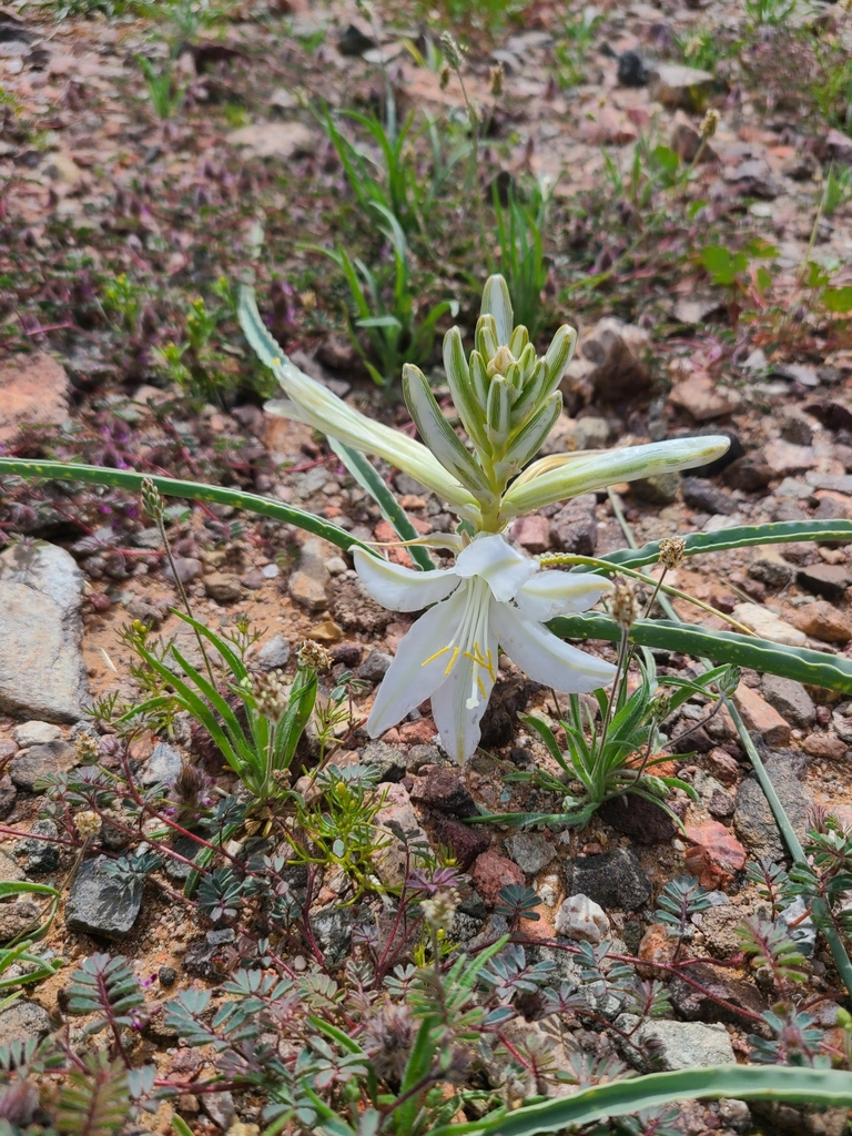 desert lily from Ajo, Arizona 85321, USA on March 11, 2023 at 11:27 AM ...