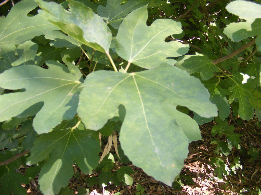 Figs from Wagga Wagga NSW 2650, Australia on March 16, 2023 at 10:49 AM ...