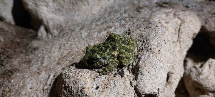 Negros Cave Frog in March 2023 by reno gregas. Can anyone ID this ...