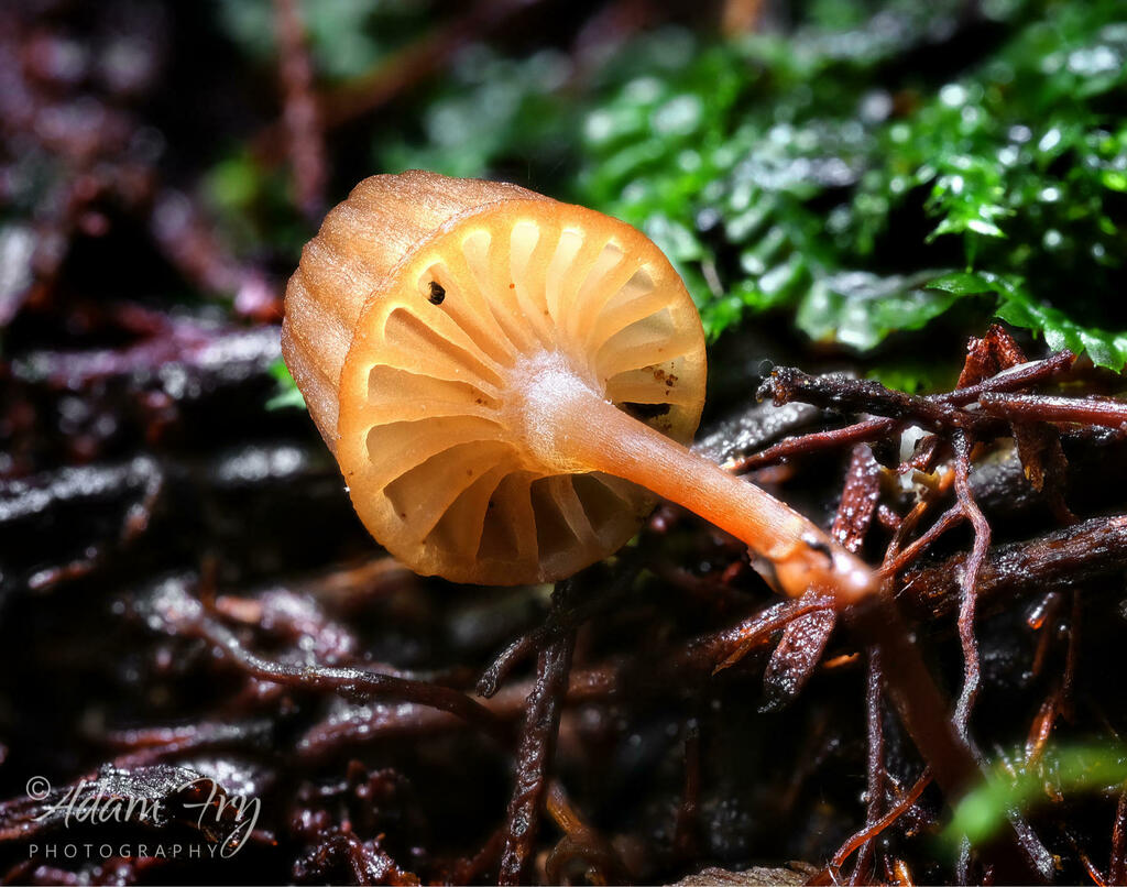 Mycena mamaku from Fern Tree TAS 7054, Australia on March 10, 2023 at ...