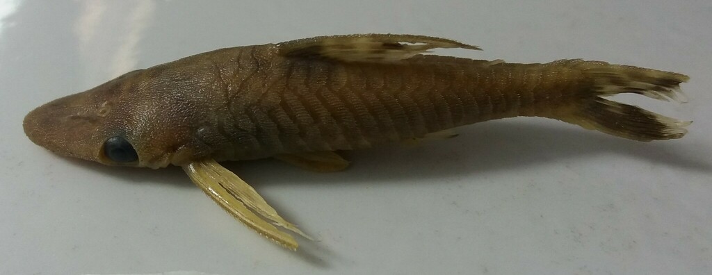 Hypoptopoma incognitum (Peces de Trinidad) · iNaturalist