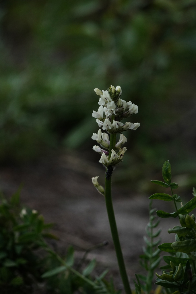 field locoweed from Denali Park, AK, USA on July 31, 2022 at 02:13 PM ...