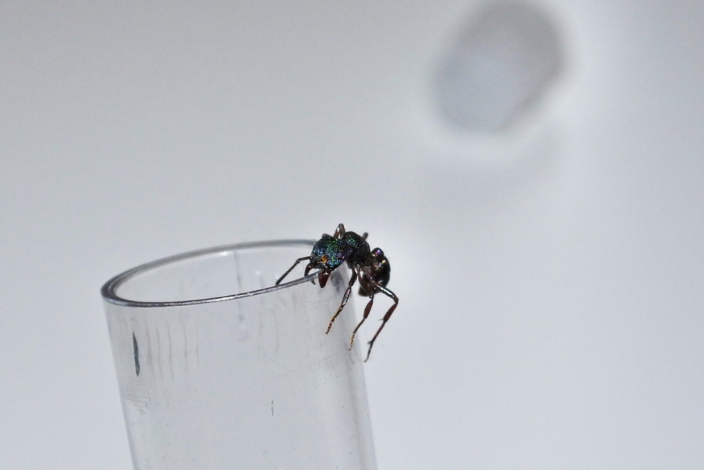 Green-head Ant from Laidley Showgrounds on March 16, 2023 at 04:05 PM ...