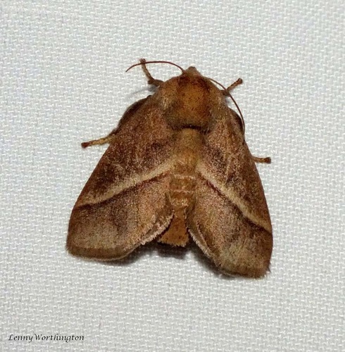 Thosea siamica · iNaturalist