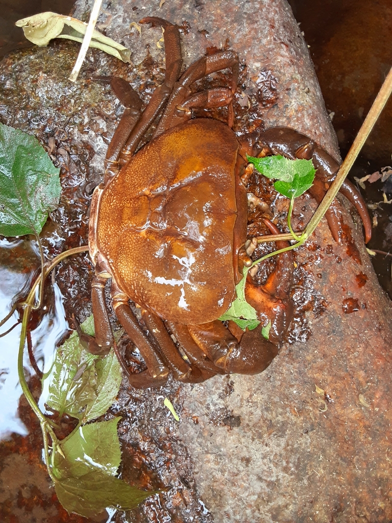 African Freshwater Crabs from Moungo, CM-LT, CM on January 8, 2017 at ...