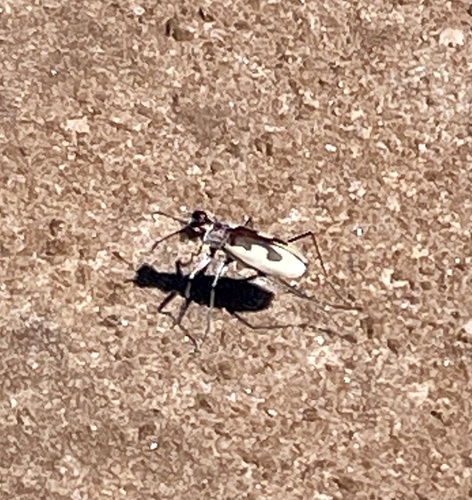 Observations by peri3 · iNaturalist