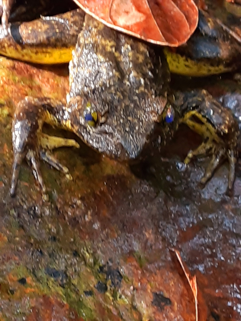 Goliath Frog in January 2017 by Voice of Nature (VoNat) · iNaturalist