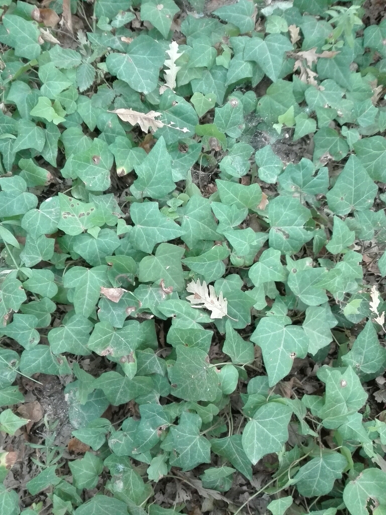 common ivy from 00062 Bracciano RM, Italia on August 19, 2021 at 06:07 ...
