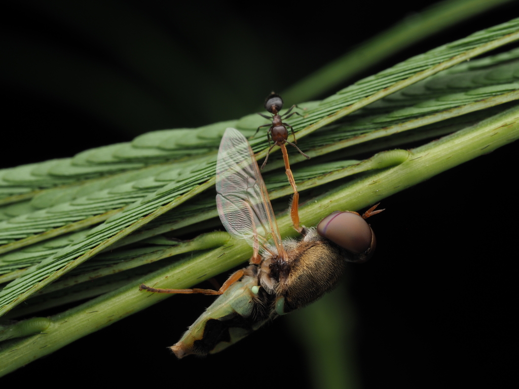 Acrobat Ants and Cocktail Ants from 6JFG+3WM, Dadadahalli, Karnataka ...