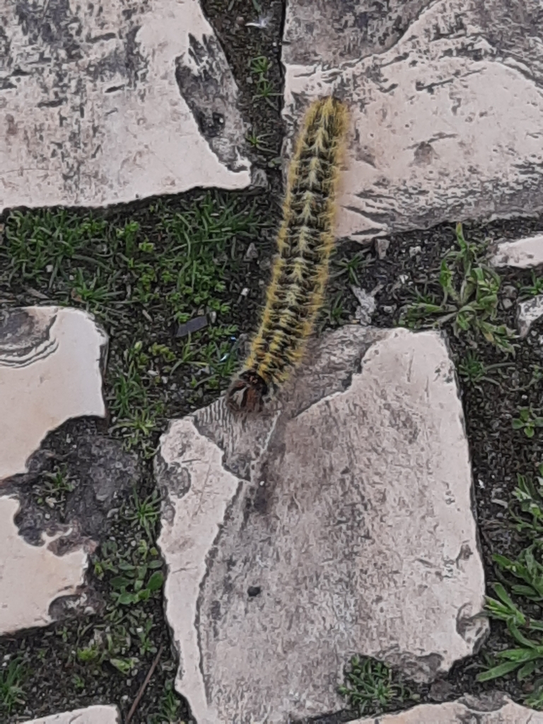 Butterflies and Moths from 2675, Portugal on March 16, 2023 at 01:35 PM ...