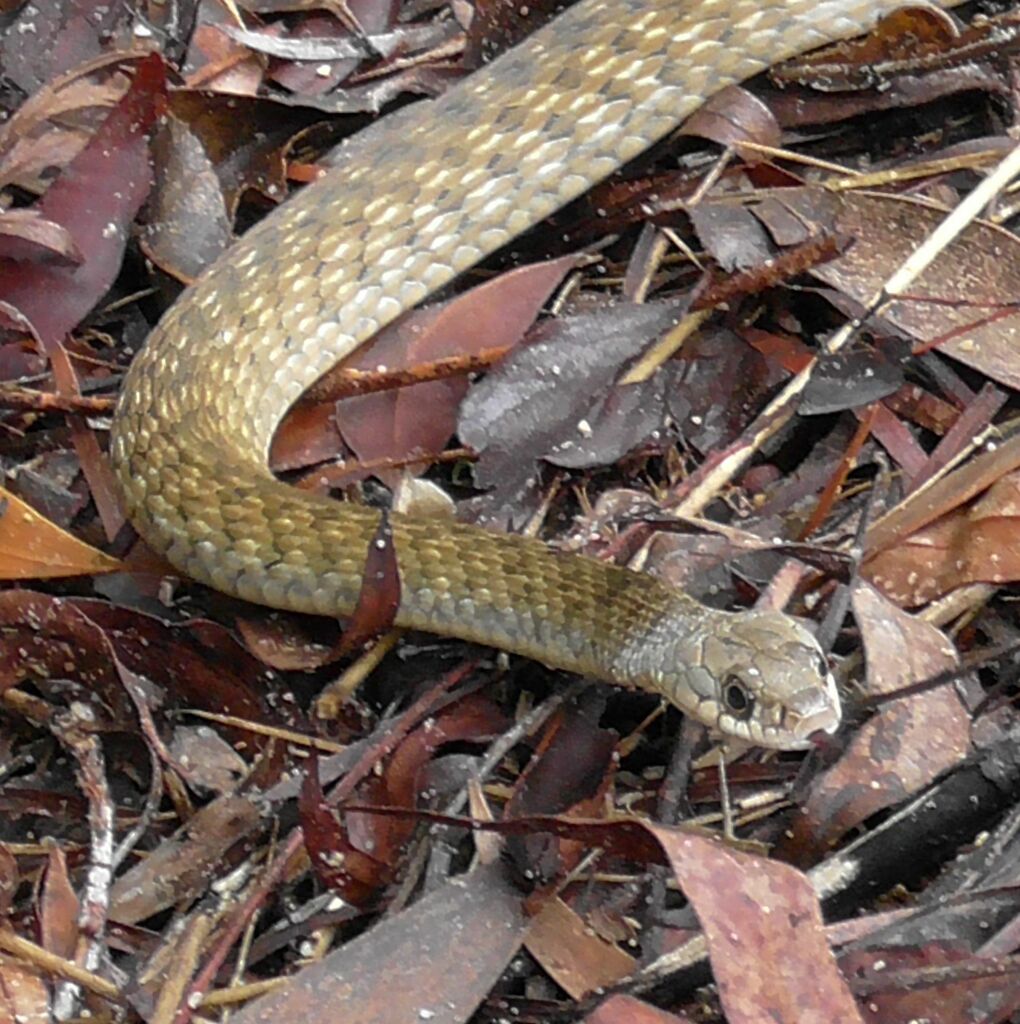 Common keelback from Watsonville QLD 4887, Australia on January 19 ...