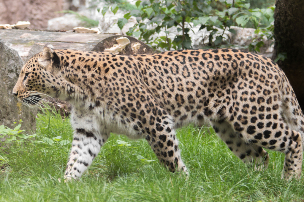 Persian Leopard (Panthera pardus tulliana) - Know Your Mammals