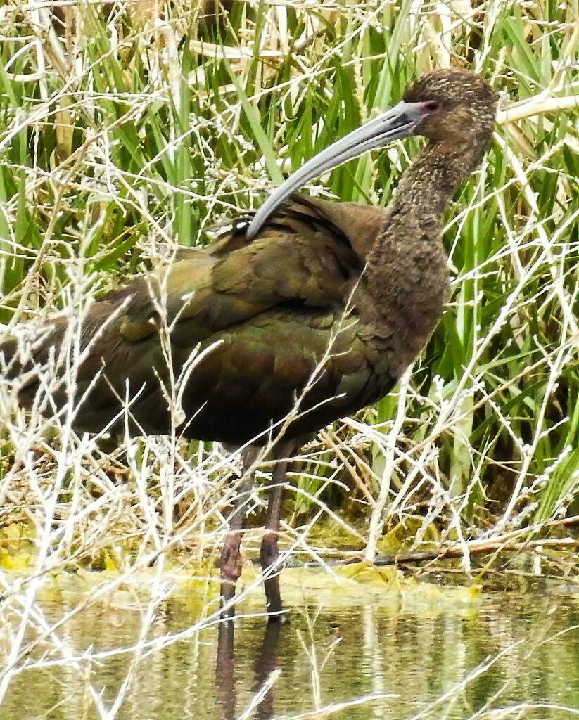 Glossy Ibis from Lincoln County, CO, USA on May 18, 2018 at 01:31 PM by ...
