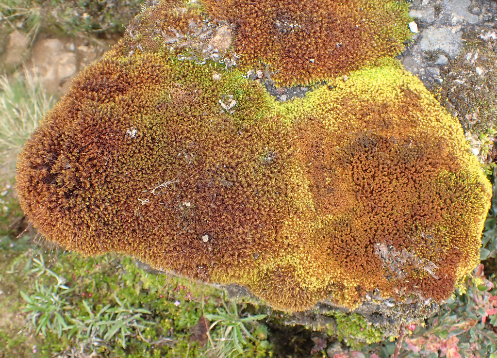 Bryopsida from Unnamed Road, Ecuador on January 28, 2023 at 12:40 PM by ...